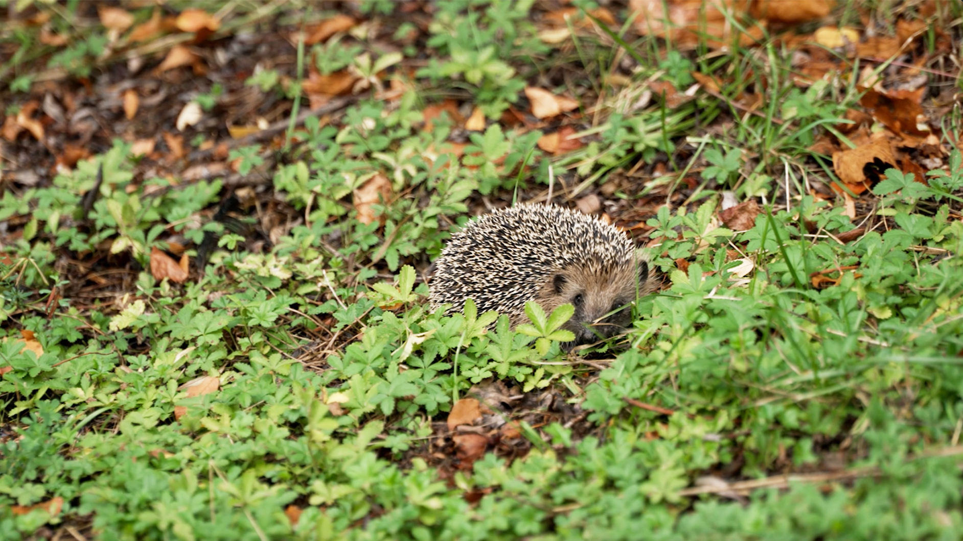 Igel füttern? Nur im Notfall | Mission B